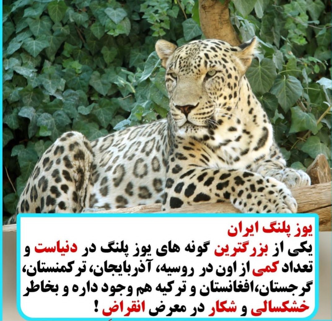 کمیاب ترین حیوانات ایران که که در خطر انقراض هستن تصاویر